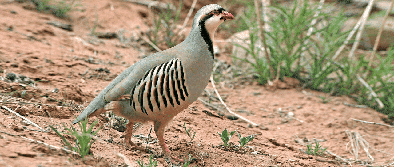 Chukar Hunting Trips | Book Online | HuntAnywhere.com
